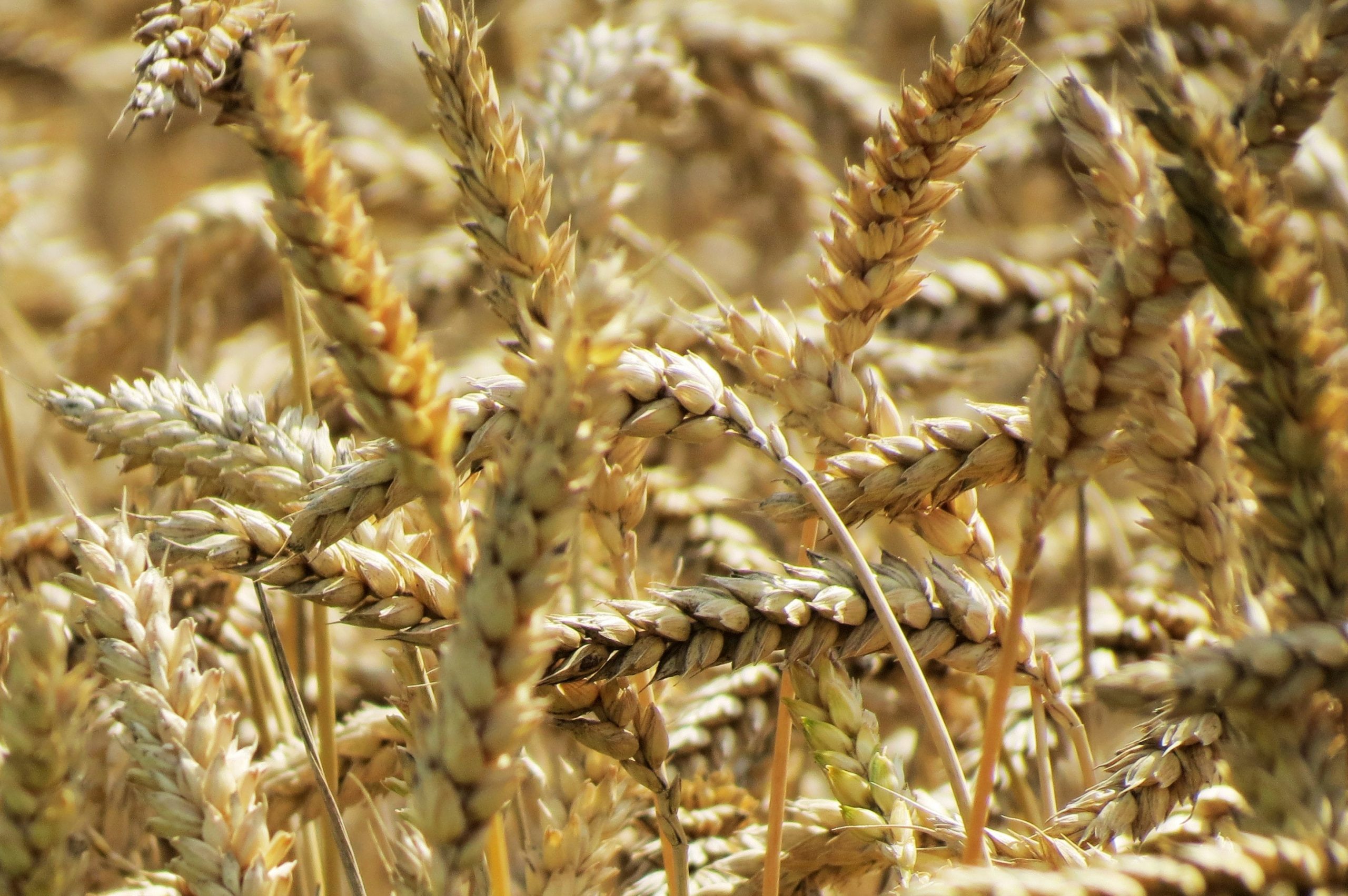 Sifted | The Seed of Hope Community Development